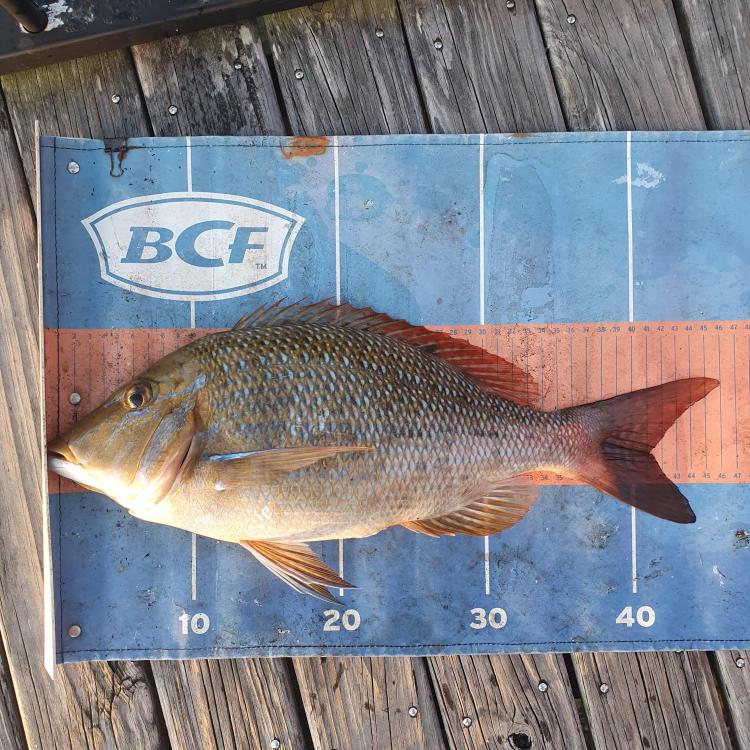 Amity Point Stradbroke Island QLD - Saltwater - Australian Fishing Online