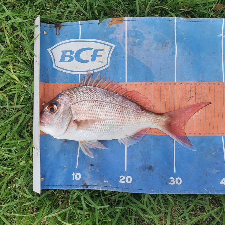 Amity Point Stradbroke Island QLD - Saltwater - Australian Fishing Online