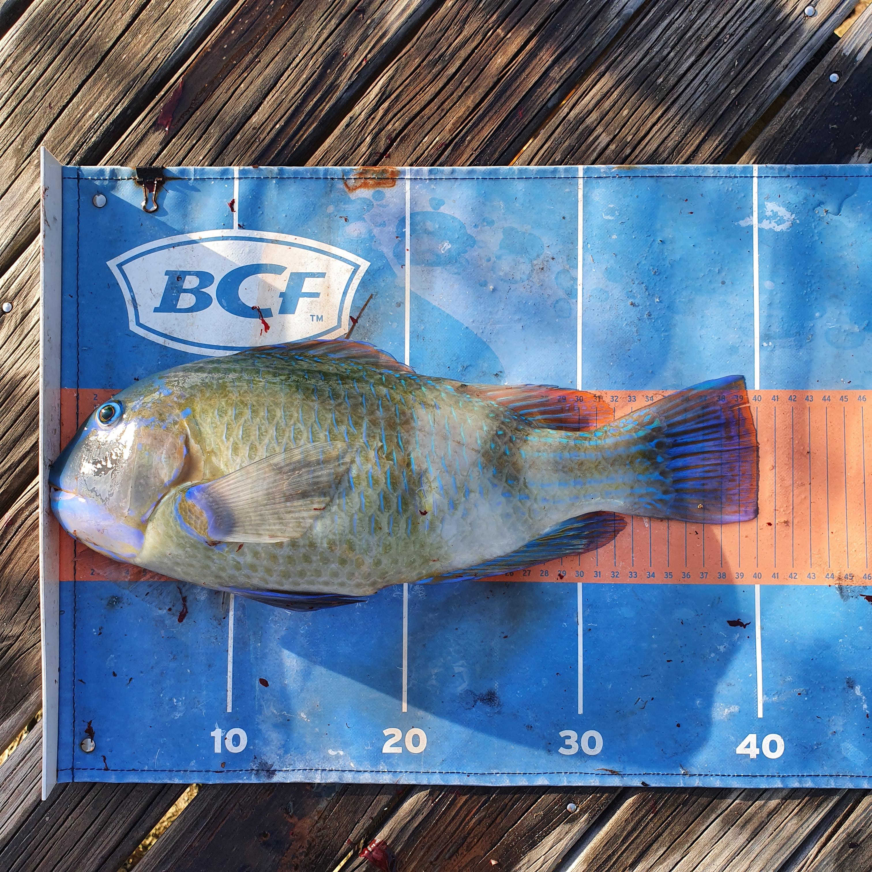 Amity Point Tuskies - Saltwater - Australian Fishing Online