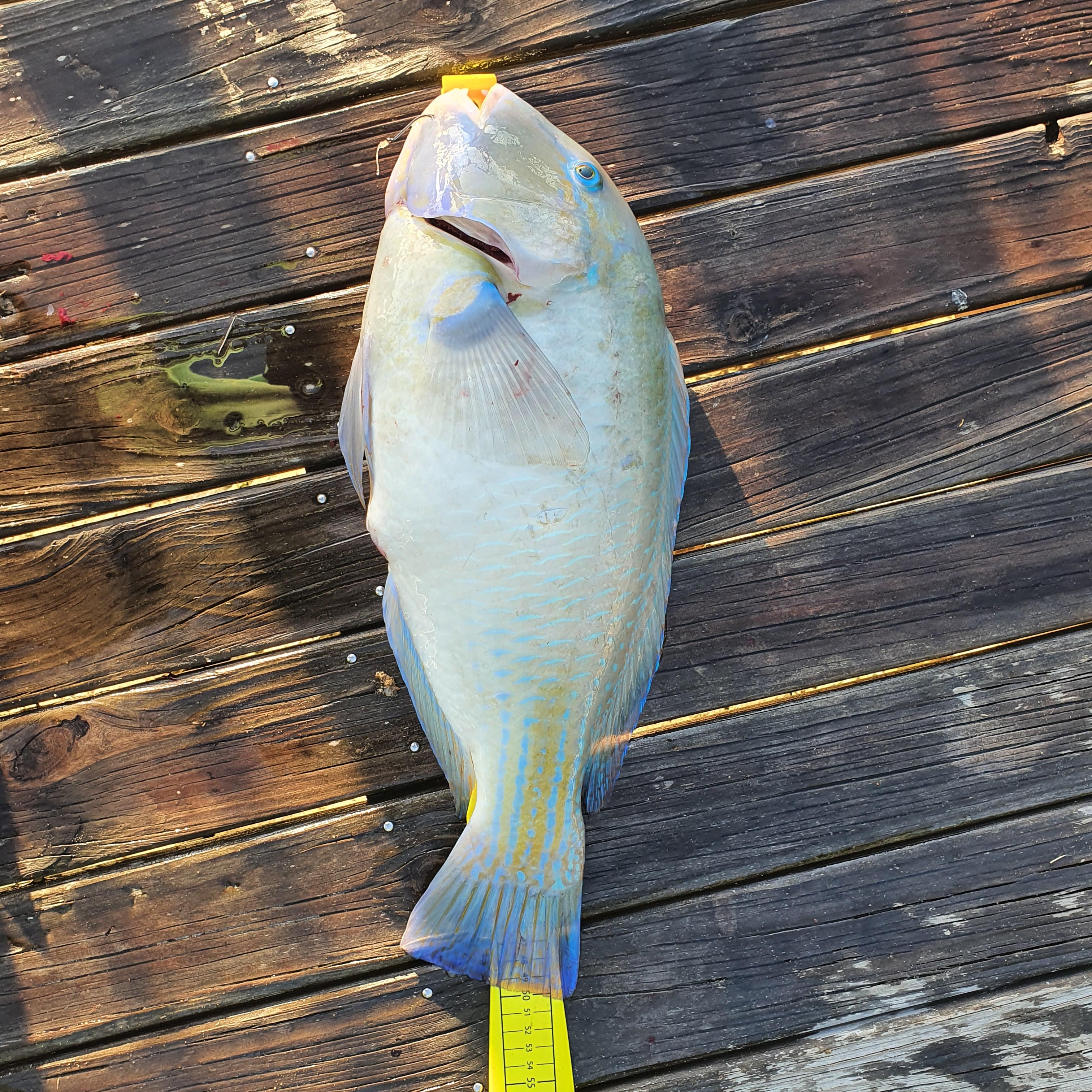 Amity Point Tuskies - Saltwater - Australian Fishing Online