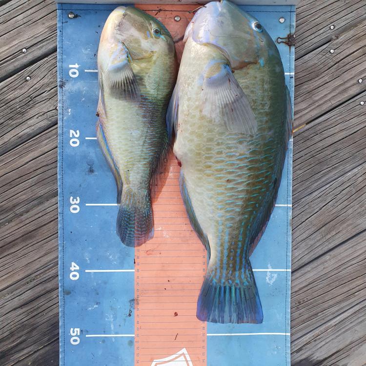 Amity Point Stradbroke Island QLD - Saltwater - Australian Fishing Online