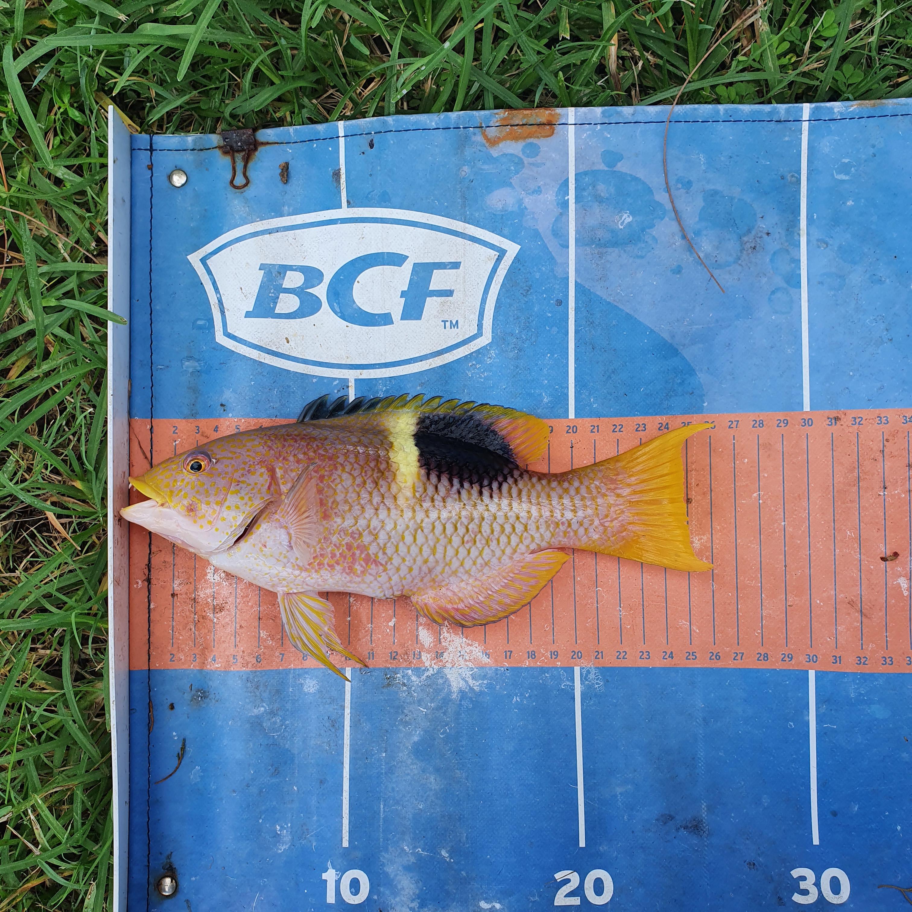 Amity Point Tuskies - Saltwater - Australian Fishing Online