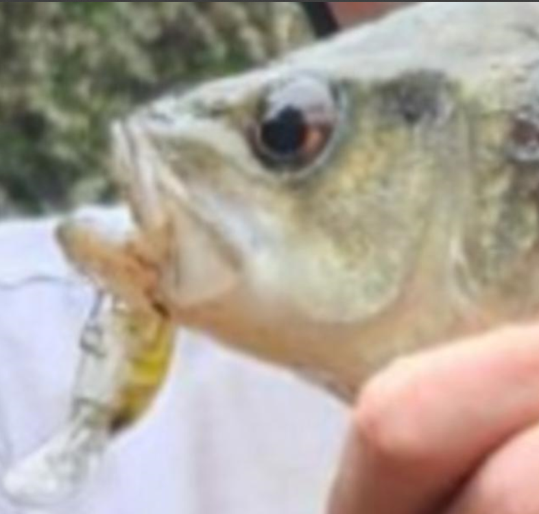 Where to catch australian bass. - Freshwater - Australian Fishing Online