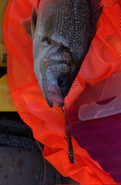 Baroon Pocket 13/6/24 - Freshwater - Australian Fishing Online