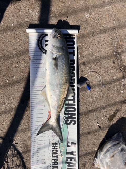 Brisbane River Session #304, #305, and #306. - Saltwater - Australian ...