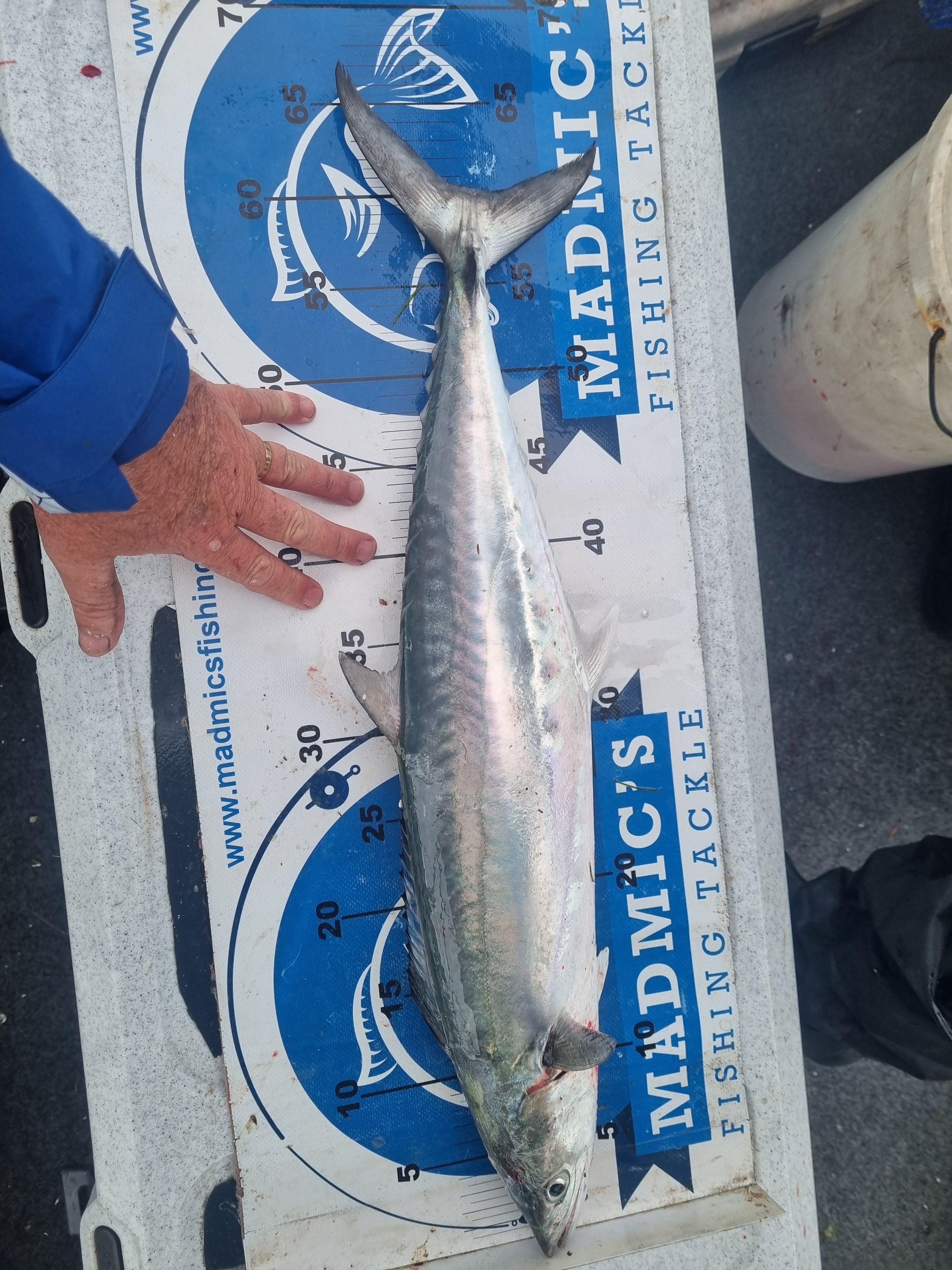 Rous, Rainbow, Mud - Saltwater - Australian Fishing Online