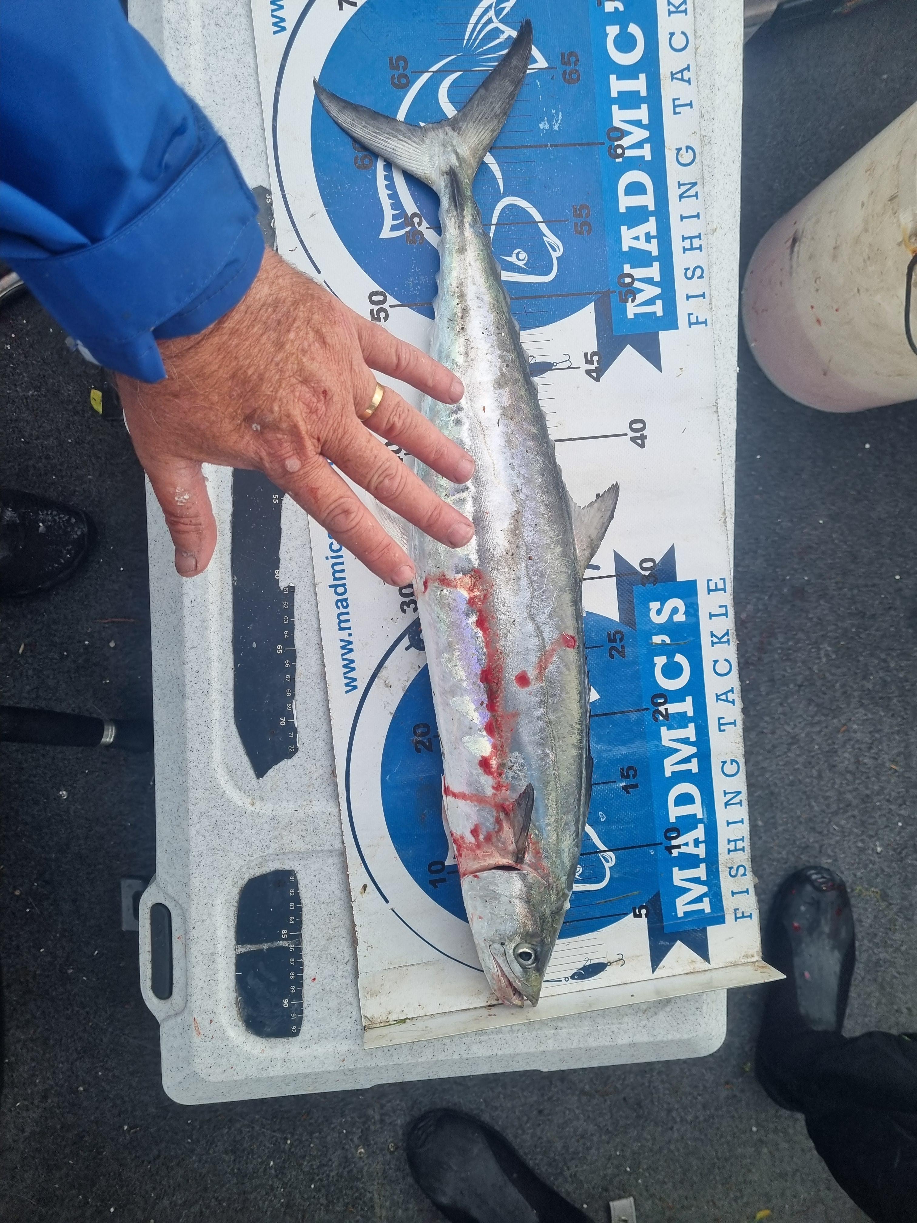 Rous, Rainbow, Mud - Saltwater - Australian Fishing Online