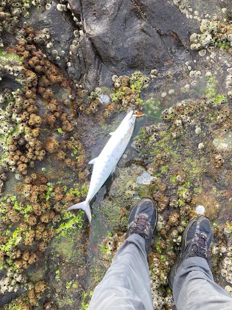 Yeppoon Trip 25/06-03/07 - Saltwater - Australian Fishing Online