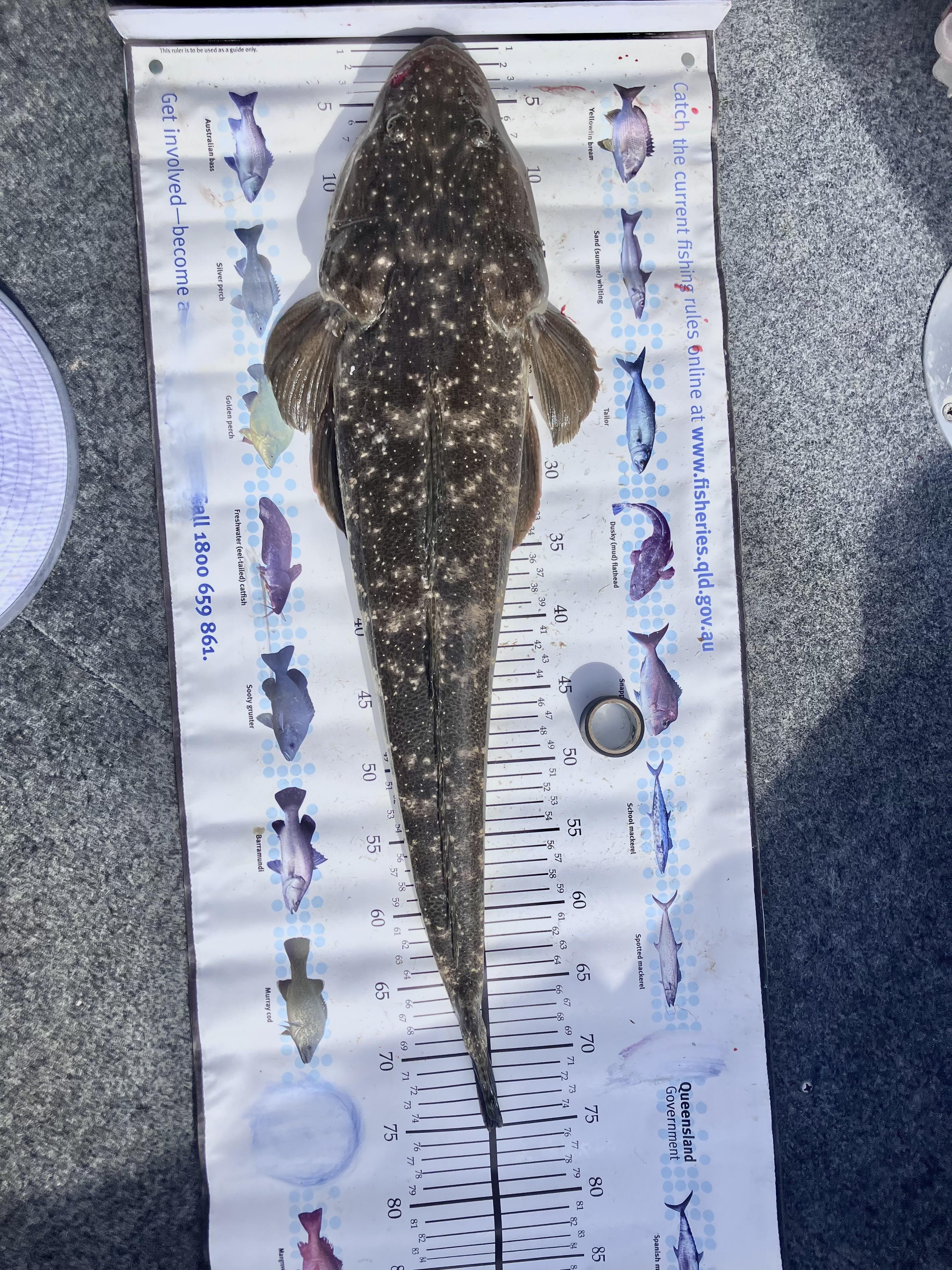 Fish Of The Month Nominations - November 2024 - Events - Australian ...