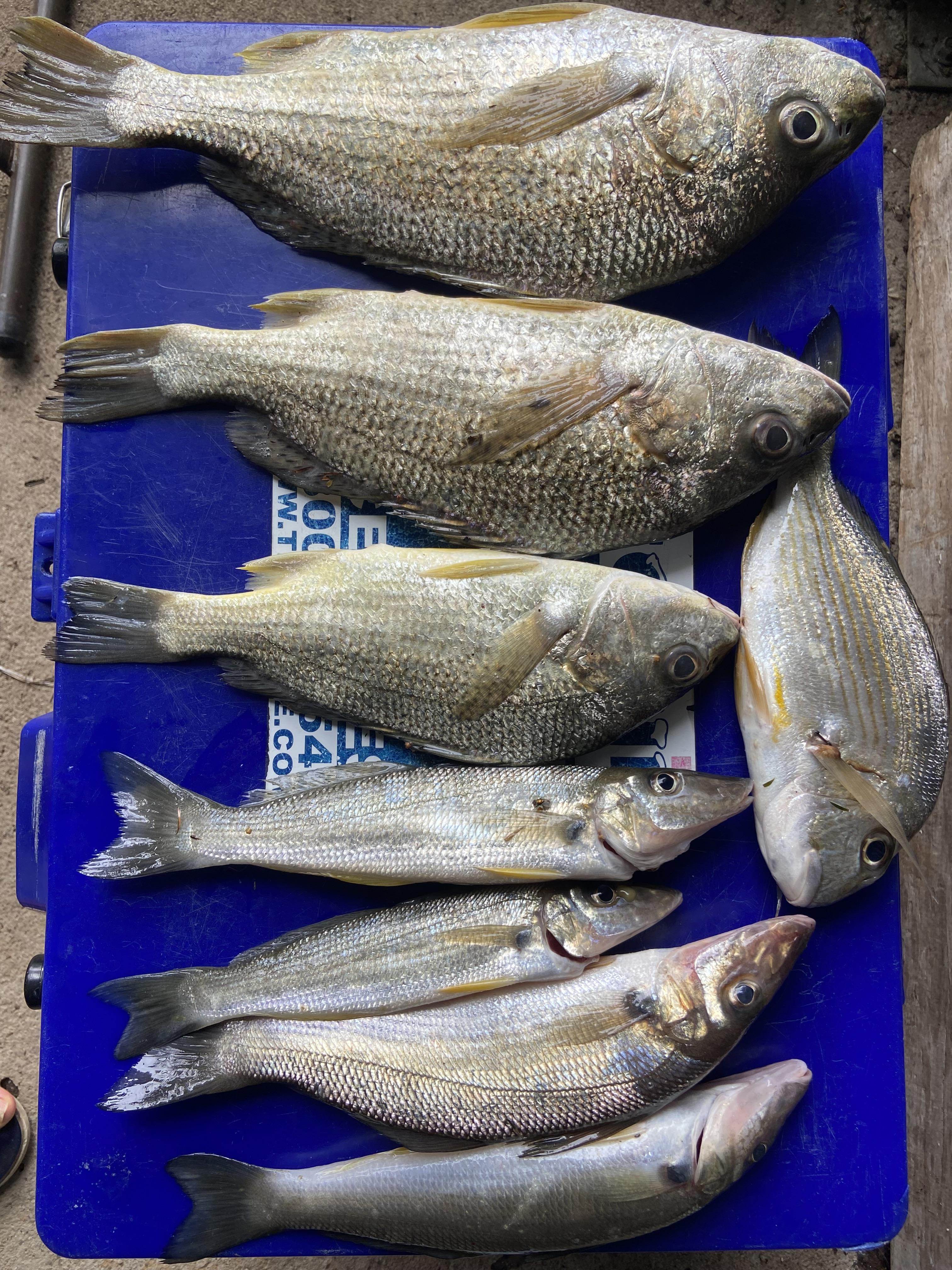 Long night at the Nerang - Saltwater - Australian Fishing Online