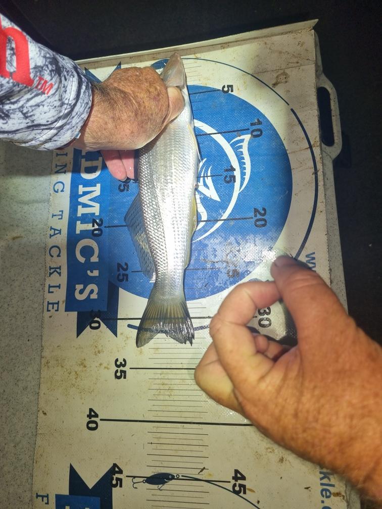 Long night at the Nerang - Saltwater - Australian Fishing Online