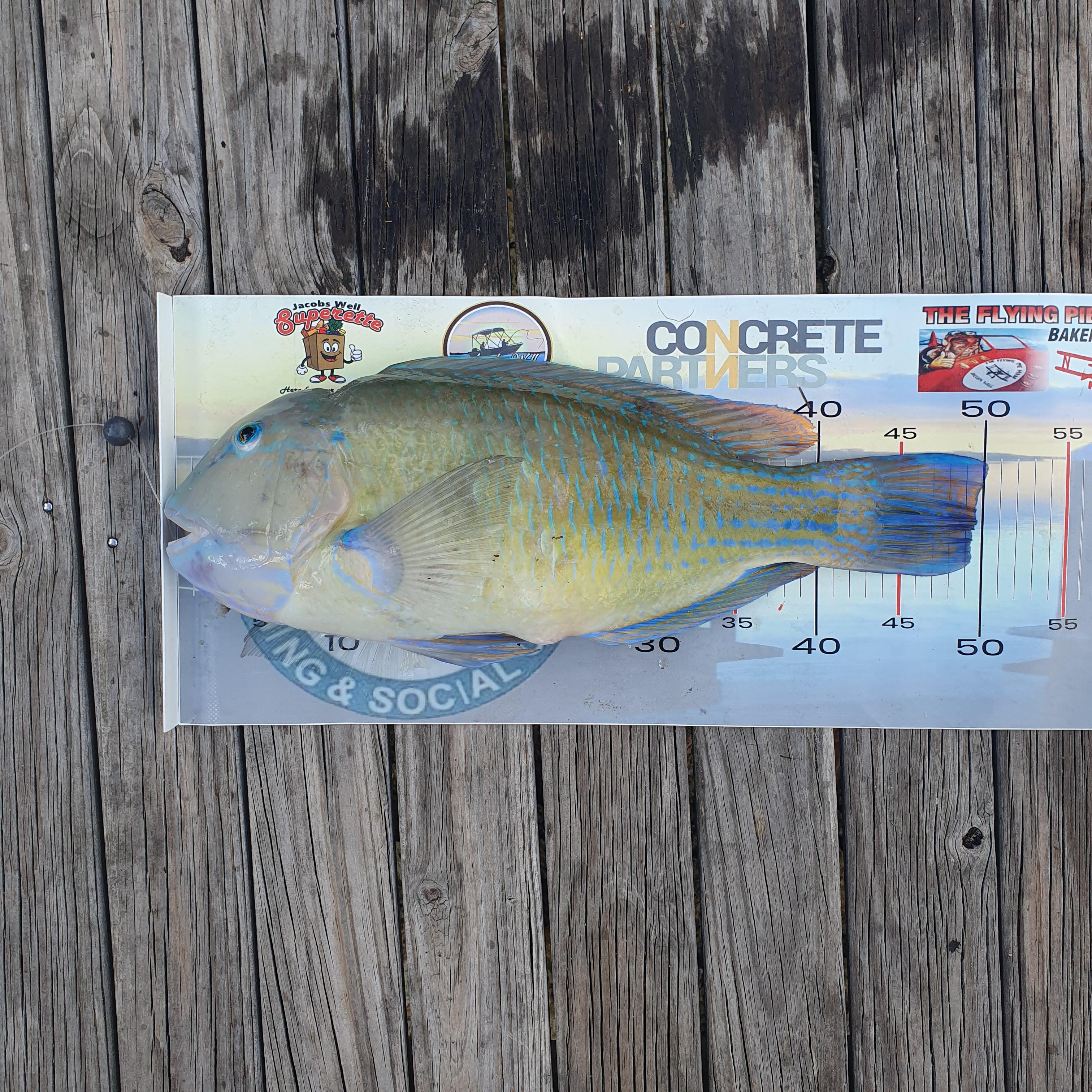 Amity Point - Mulloway and tuskies - Saltwater - Australian Fishing Online