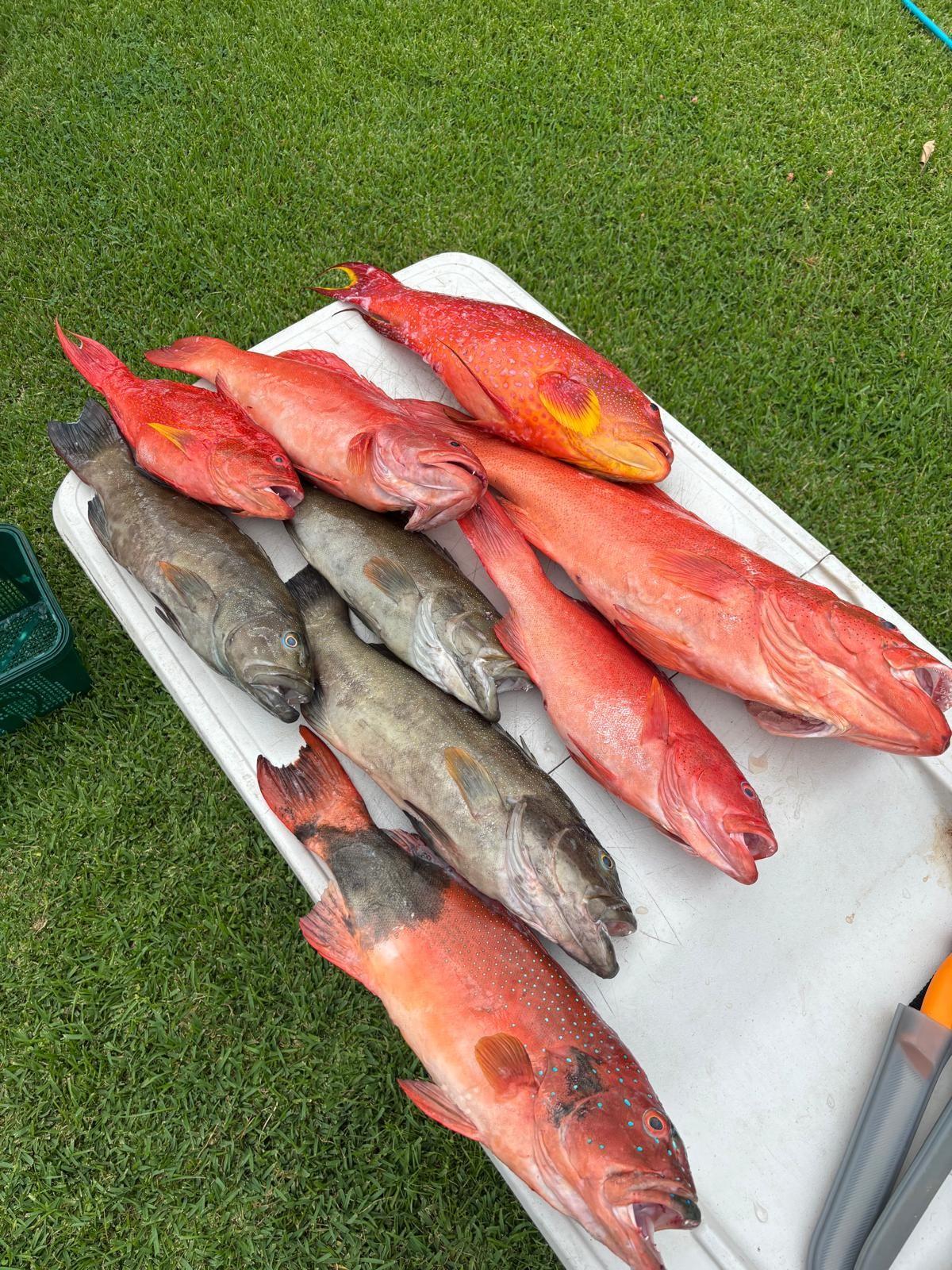 Whippy Tippy - Tackle, Rods and Reels - Australian Fishing Online