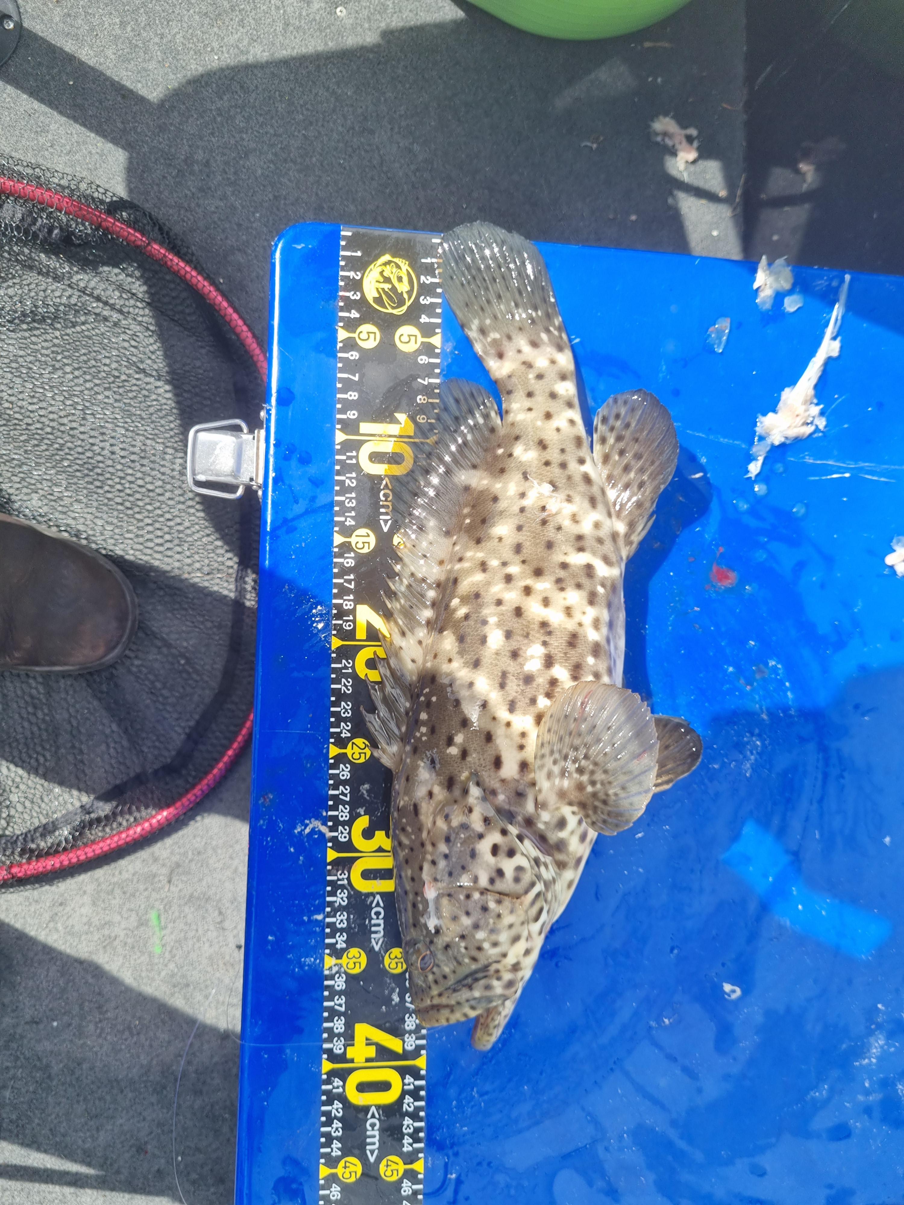Post Alfred cod - Saltwater - Australian Fishing Online