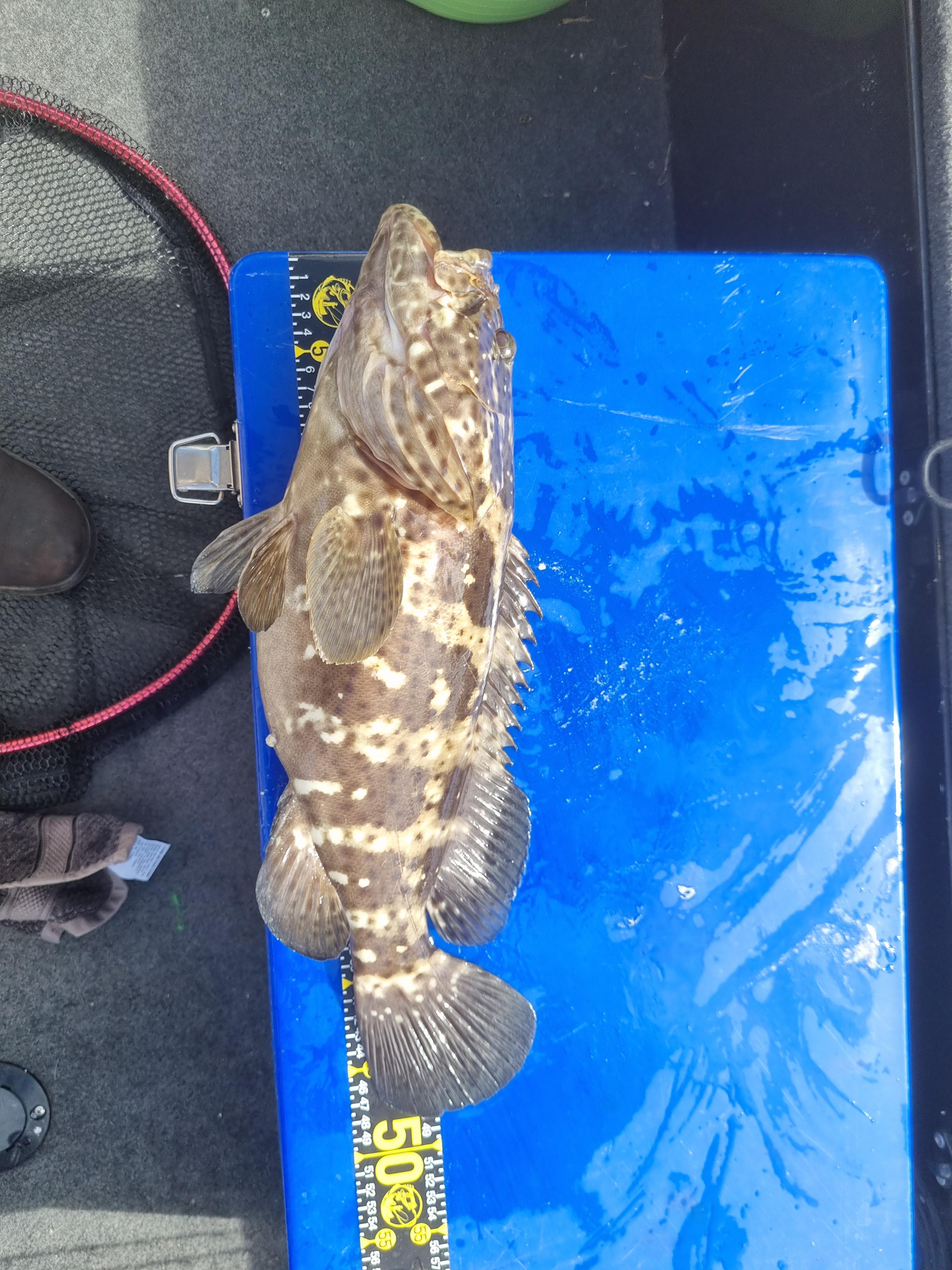 Post Alfred cod - Saltwater - Australian Fishing Online