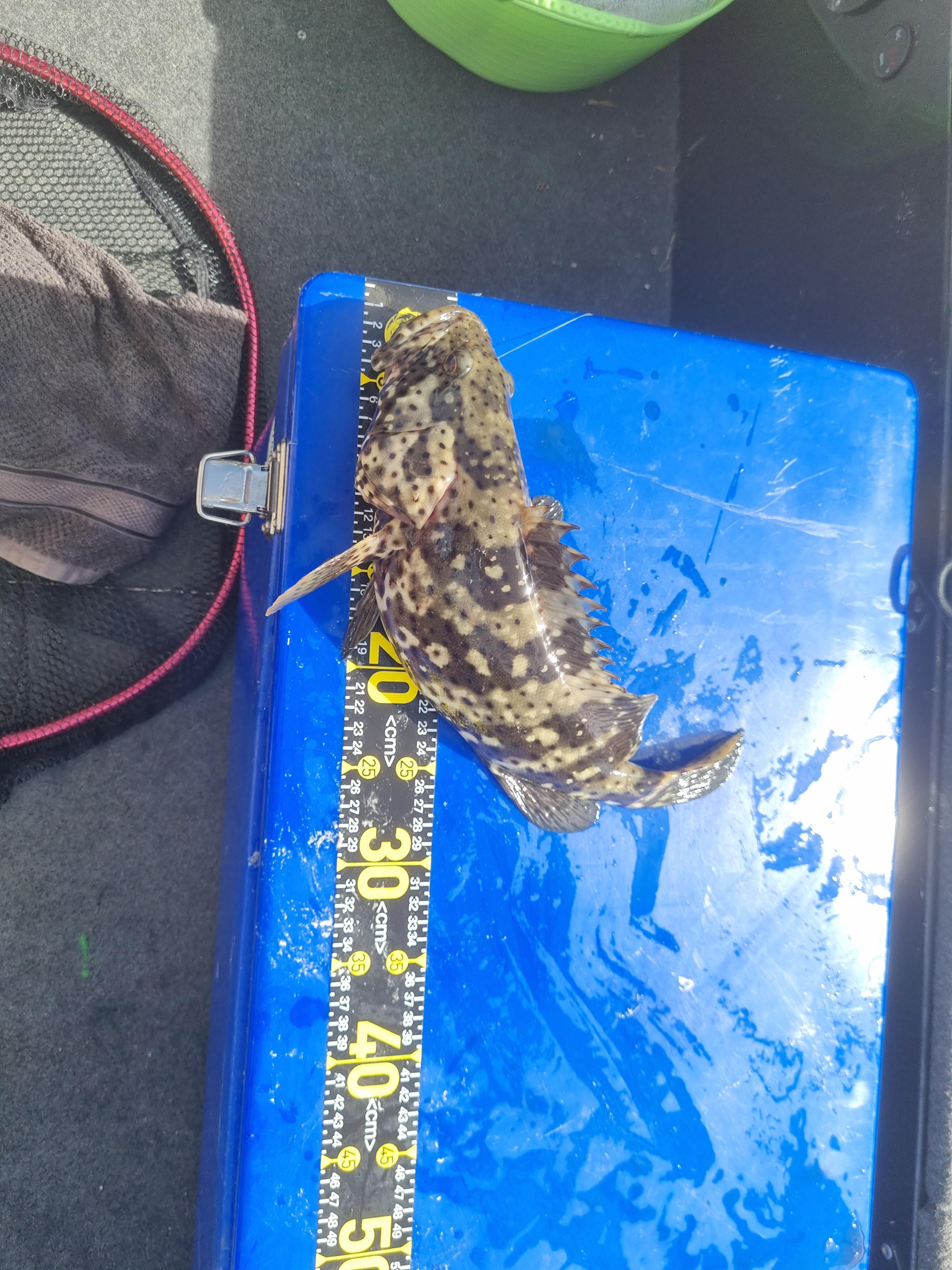 Post Alfred cod - Saltwater - Australian Fishing Online