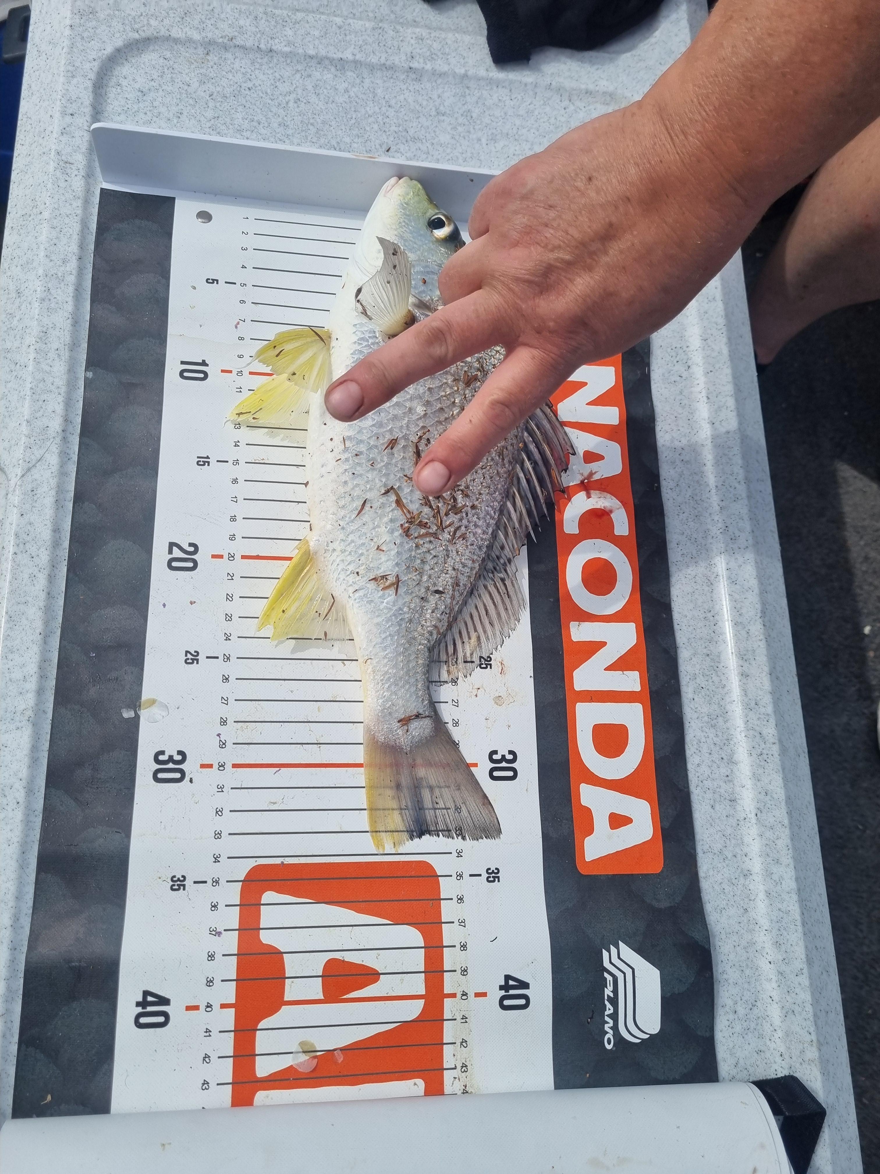 8 Species - Saltwater - Australian Fishing Online