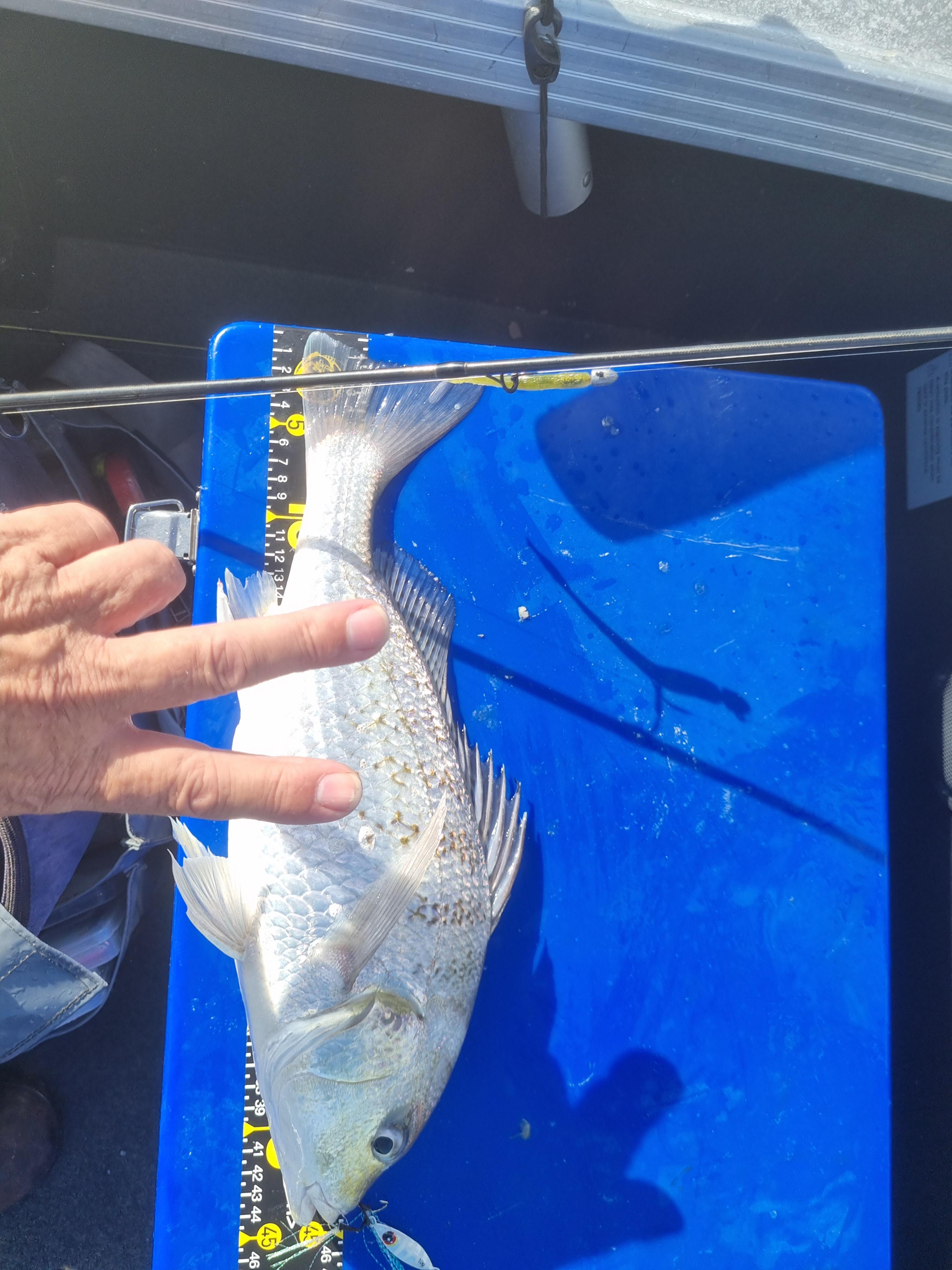 21-03-25 Mud Island jiggy jiggy - Saltwater - Australian Fishing Online