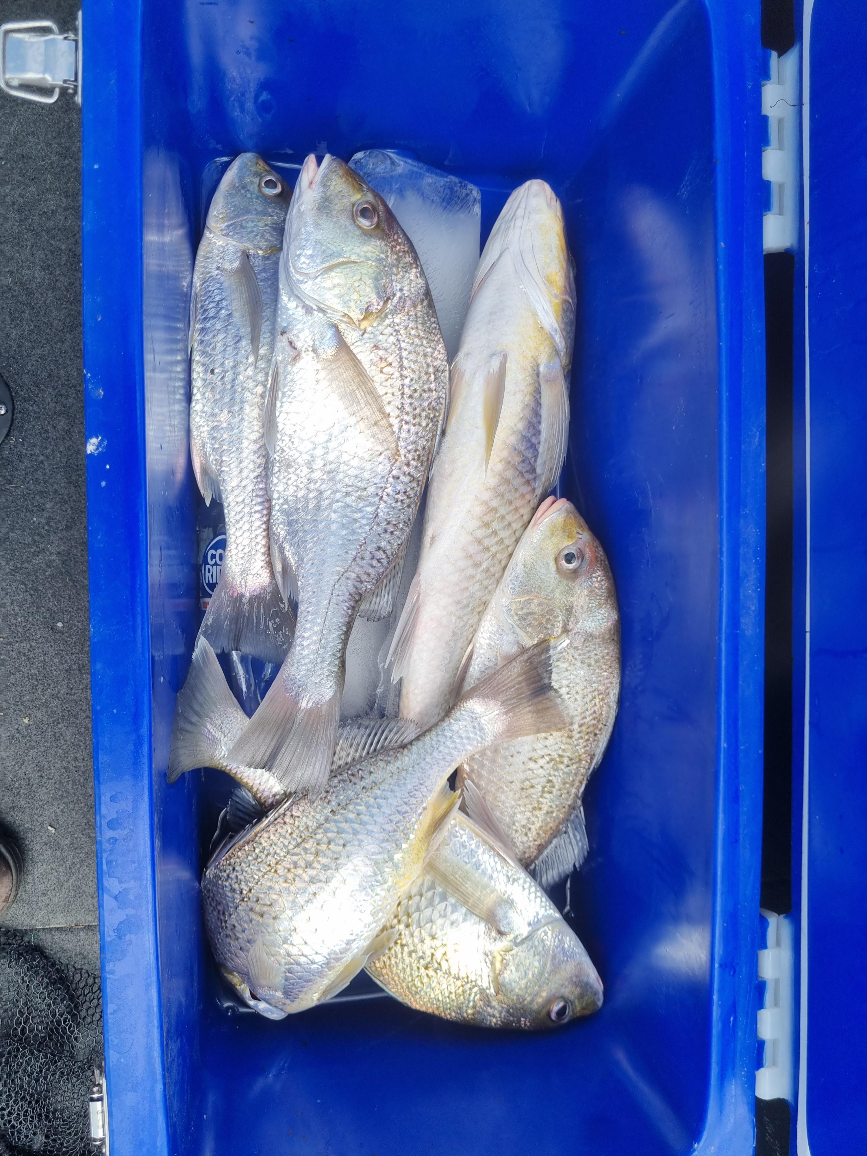 21-03-25 Mud Island jiggy jiggy - Saltwater - Australian Fishing Online