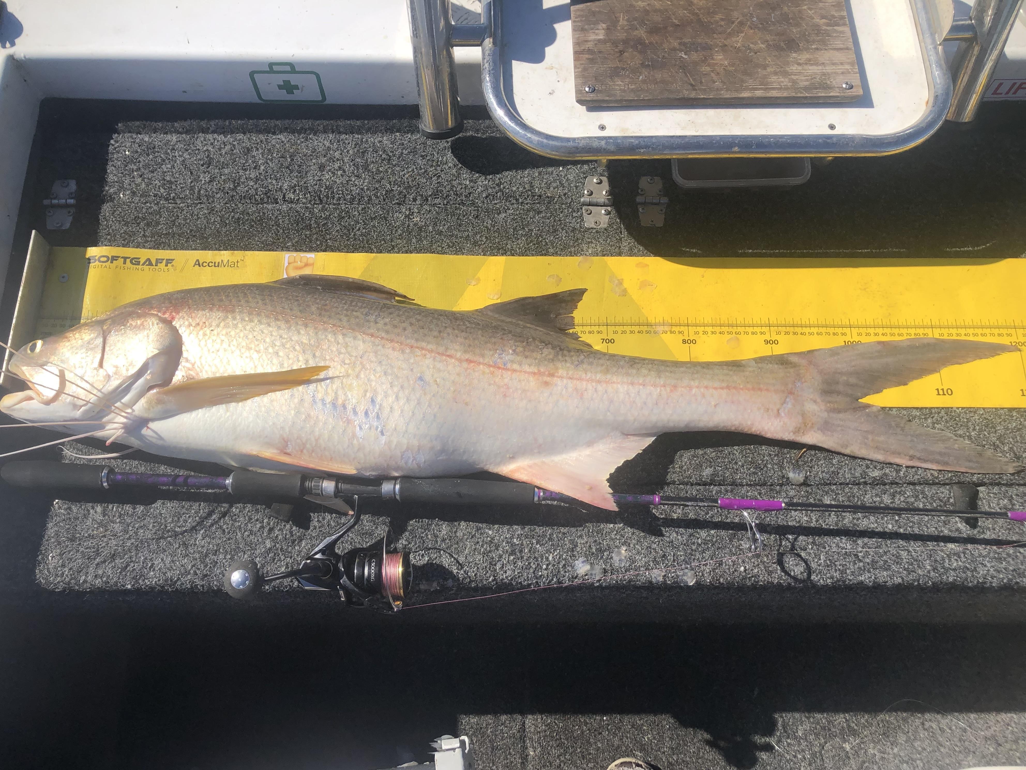 Fish Of The Month Nominations - June 2025 - Events - Australian Fishing ...