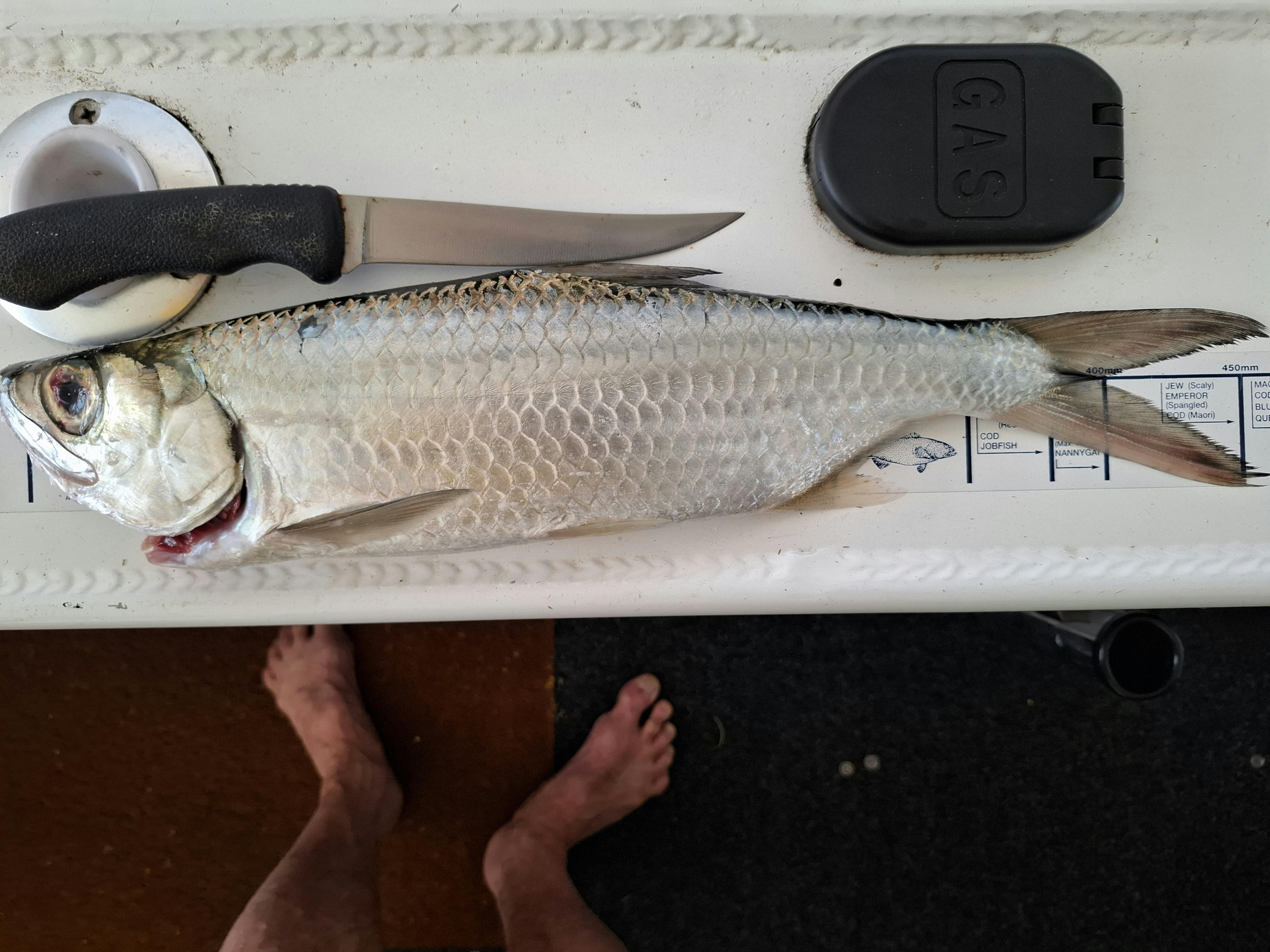 Unexpected surprises - Saltwater - Australian Fishing Online