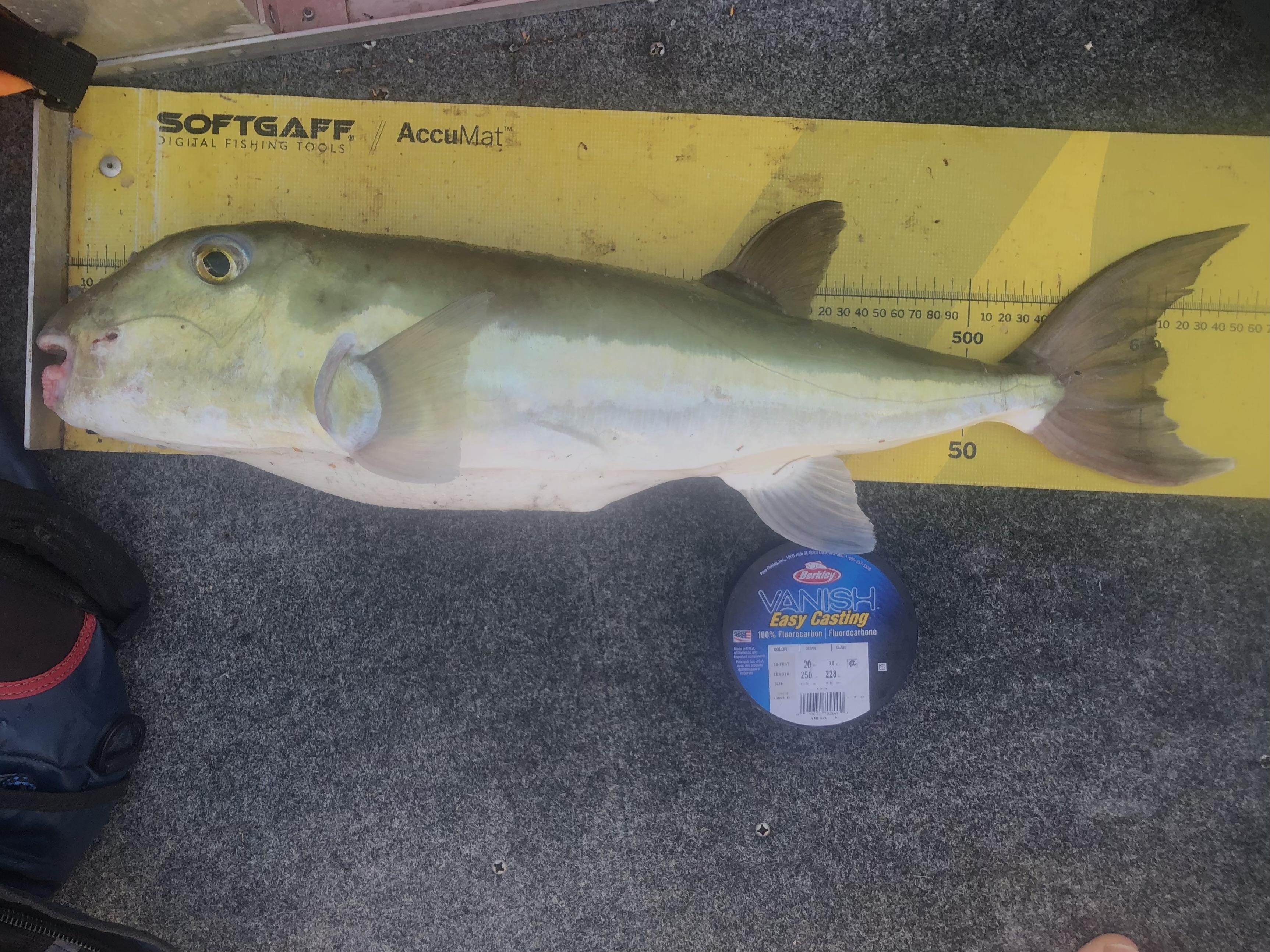 Puffer fish capture. - Saltwater - Australian Fishing Online